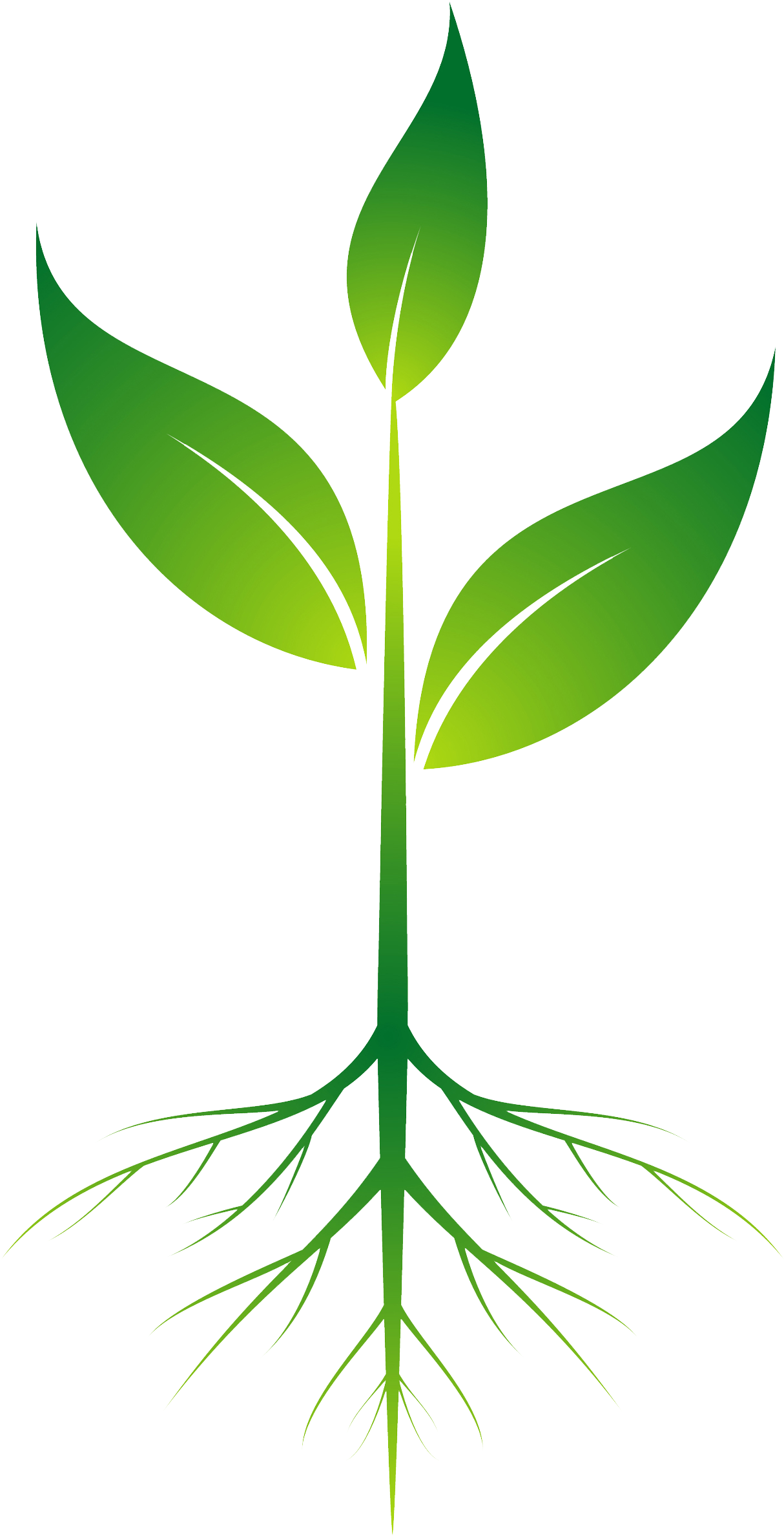 Root Plant Clip Art - Root Plant Png - Full Size PNG Clipart Images ...