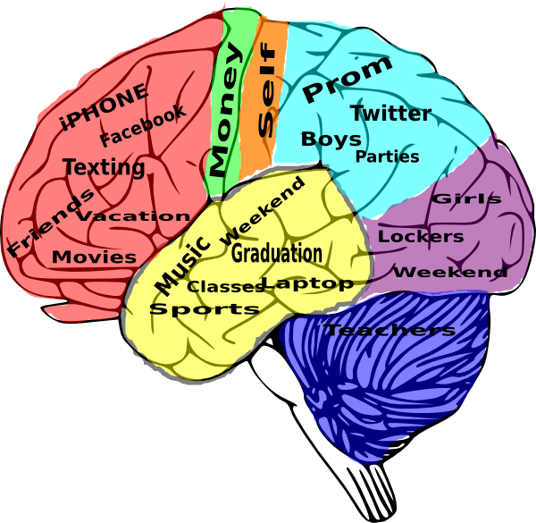 School In The Brain - Full Size PNG Clipart Images Download