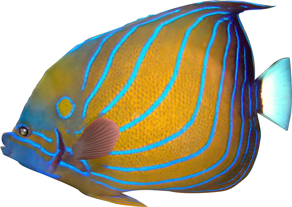 Tropical Fish Clipart Transparent Fish - Tropical Fish Png Transparent ...