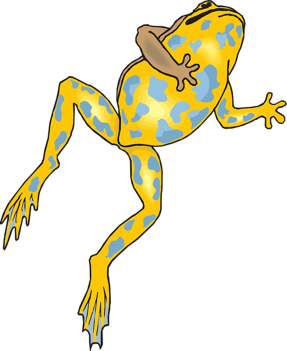 Frog Amphibian Rainforest Jungle Exotic Wildlife - Frog Jumping ...
