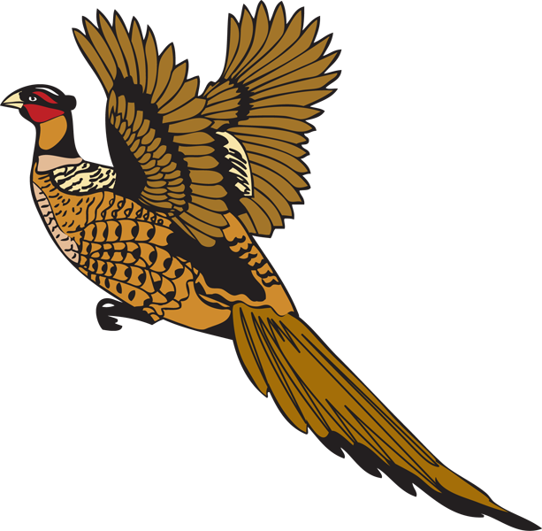 Pheasant - (613x600) Png Clipart Download