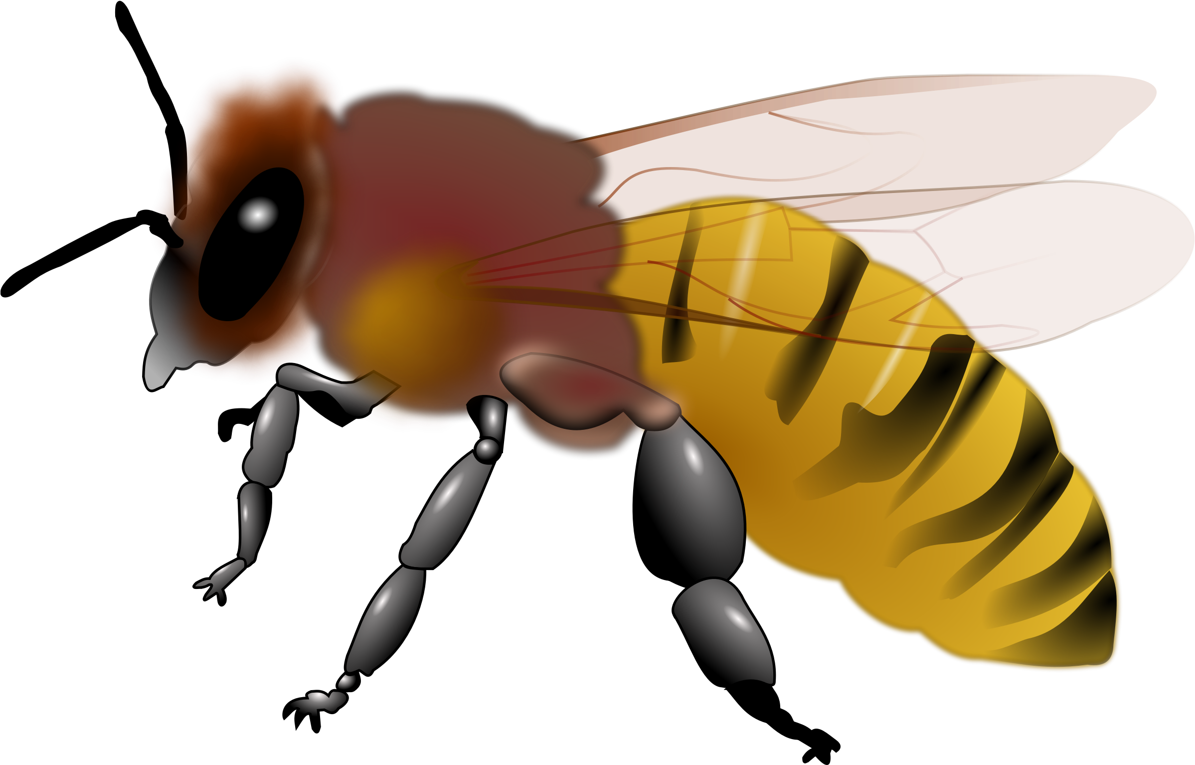 Bee Clipart - Free Clip Art Honey Bee - Full Size PNG Clipart Images ...