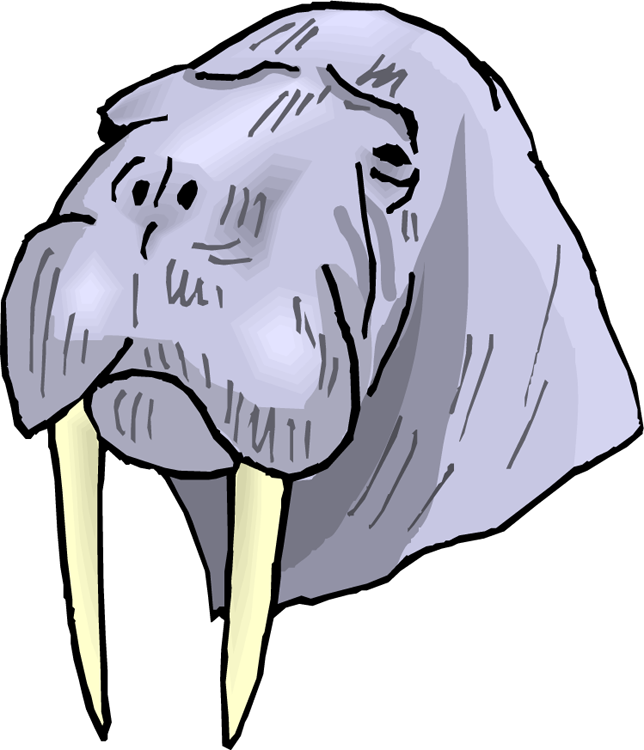Walrus Clip Art - Walrus Head Png - (644x750) Png Clipart Download