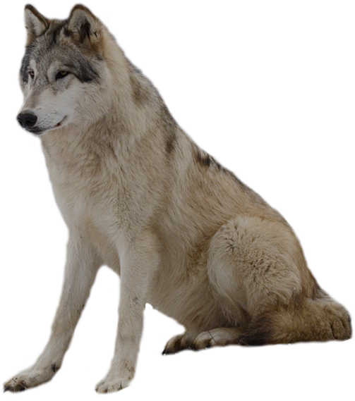Wolf Png Clip Art - Wolf With Transparent Background - (1024x621) Png ...