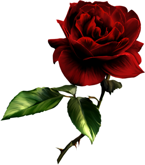 Painted Red Rose Clipart - Dark Red Rose Png - Full Size PNG Clipart ...