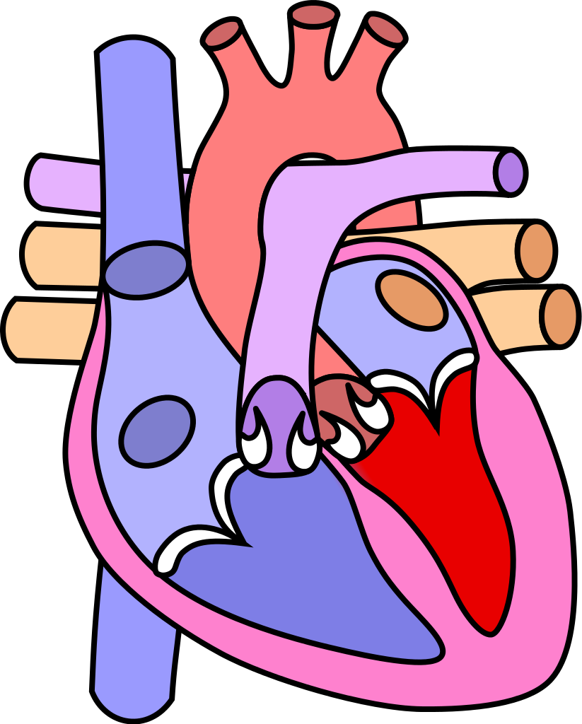 Fileheart Normal - Diagram Of The Heart Without Labels - (823x1024) Png ...