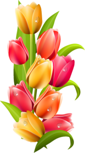 Png Lale, Png Tulips, Png Lale Resimleri, Png Tulips - Tulips .png ...