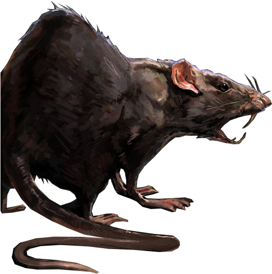 Rats - Rat Dnd - (561x568) Png Clipart Download