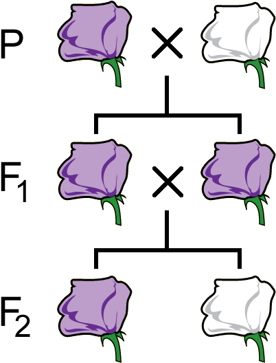 Inheritance Of Flower - Inheritance Of Flower - (498x560) Png Clipart ...