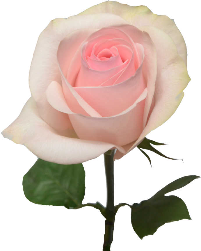 Light Pink Rose Png - (850x950) Png Clipart Download