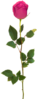 Beautiful Rose - Love$ Flower - (384x384) Png Clipart Download