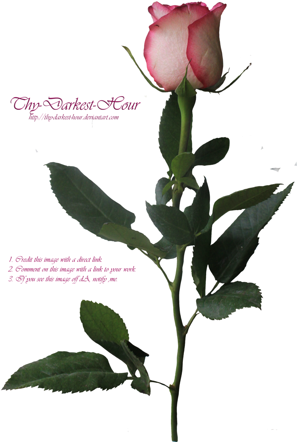 Pink Long Stemmed Rose By Thy Darkest Hour - Pink Long Stem Rose ...