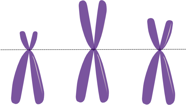 Clipart Of Gene And Allele - X Chromosome Transparent - (600x339) Png ...