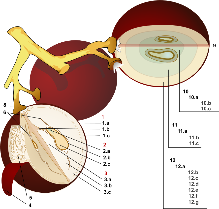 Open - Anatomy Of A Grape - (1000x863) Png Clipart Download
