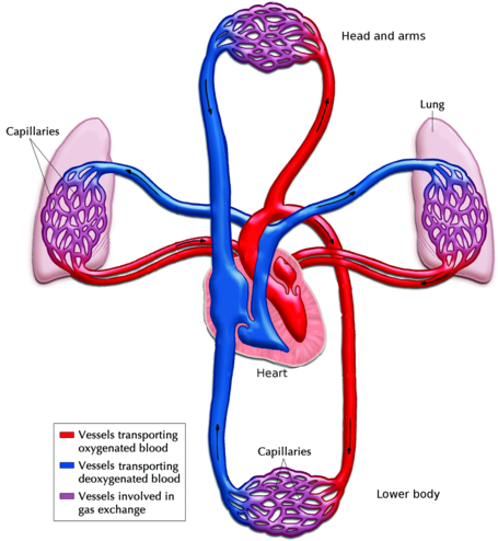Chart The Circulatory System - Blood Flow Through Heart And Lungs ...