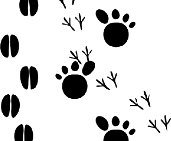 Animal Tracks Clipart