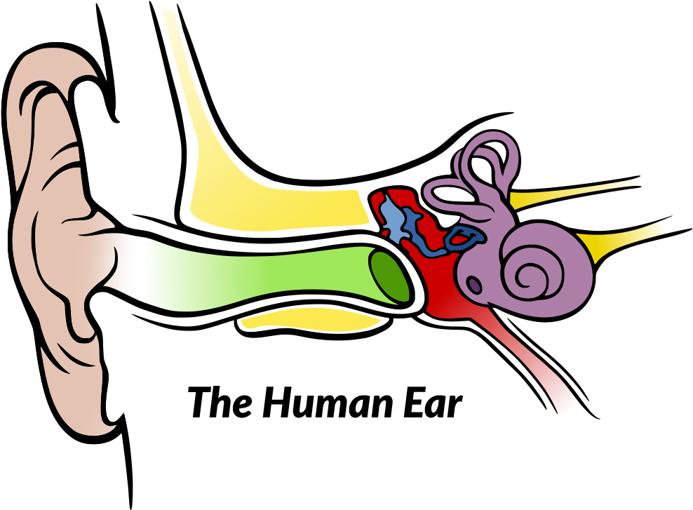 Anatomy Of The Human Ear - (1000x1000) Png Clipart Download