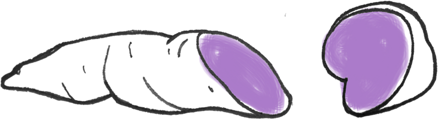 Timeline 2 Weeks - Ube Clipart - (1000x332) Png Clipart Download