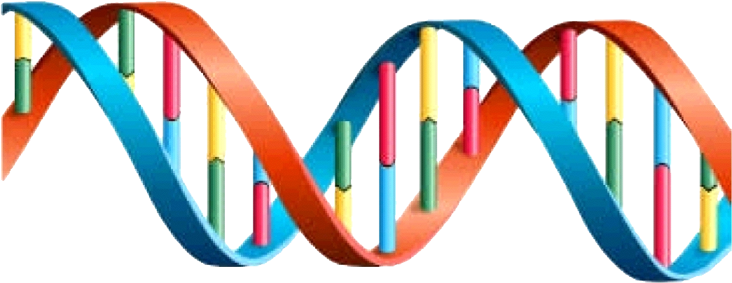 Dna Mrna - Mrna Clip Art - (1046x800) Png Clipart Download