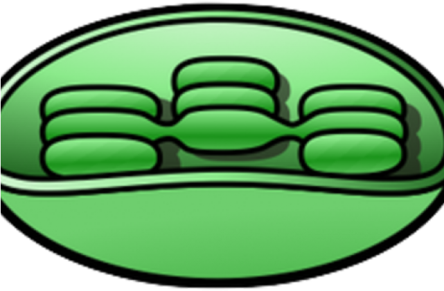 Chloroplast Cliparts - Chloroplast Clip Art - (640x480) Png Clipart ...