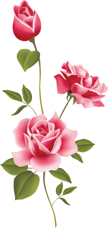 Pink Rose Clipart - Rose Vector - (379x800) Png Clipart Download