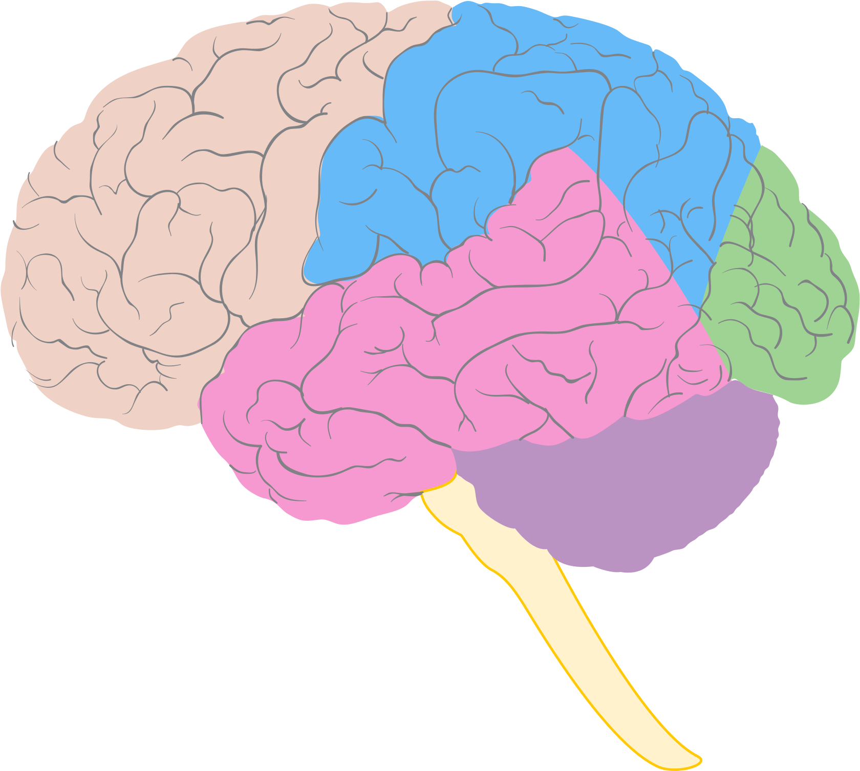 Blank Brain Diagram - Blank Brain Lobes Diagram - (2000x1804) Png ...