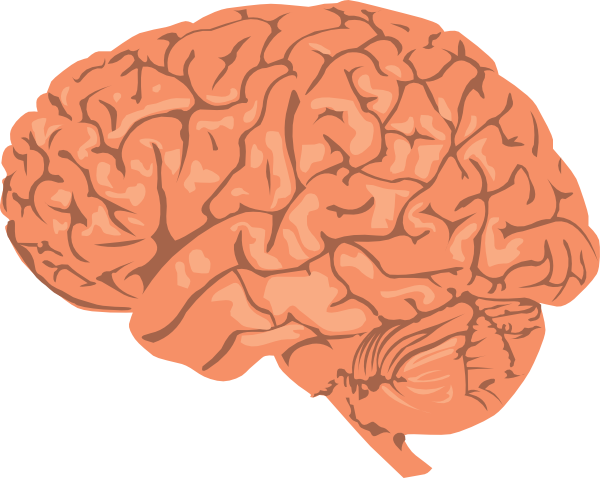 Small - Brain Png - (600x478) Png Clipart Download