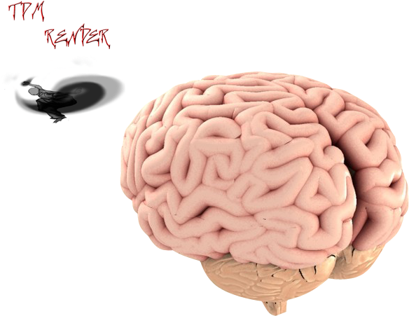 Brain Render 2 By Akumatataka - Brain Render Png - (600x450) Png ...