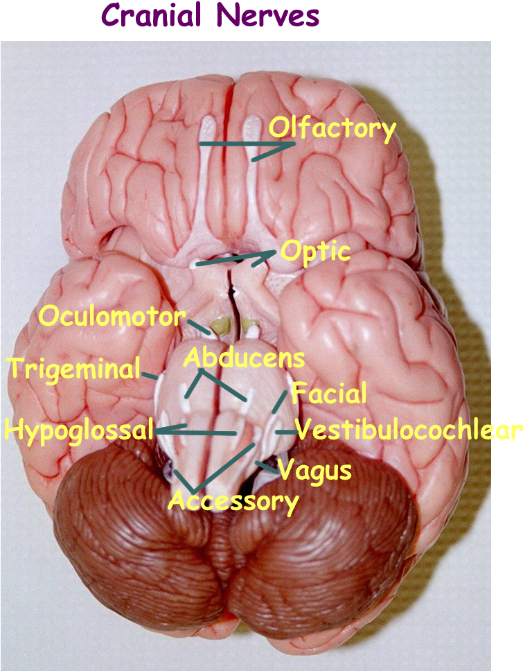 Colored Lobes - Brain Model Cranial Nerves Labeled - (850x1000) Png ...