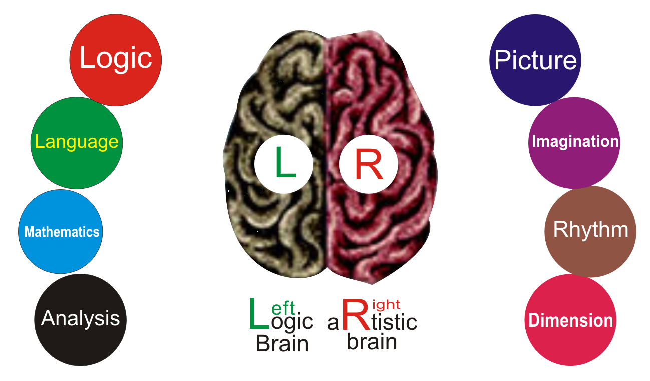 Scientifically Human Brain Is Divided Into Two Parts - Psicologia Unah ...