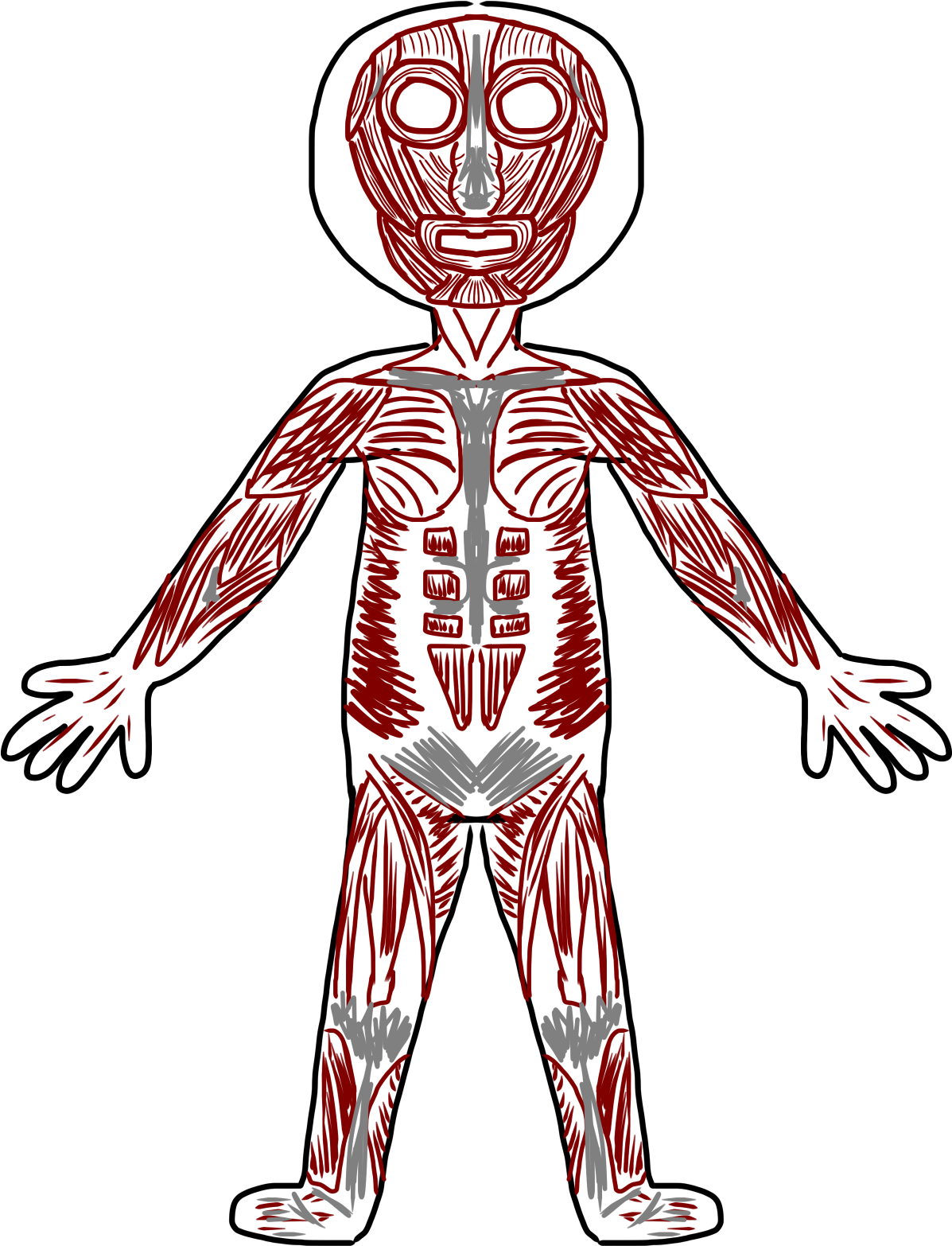 Anatomy Clipart Transparent - Body Systems Clipart - (1200x1600) Png ...