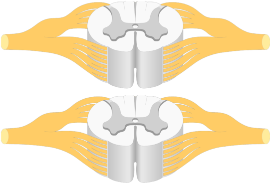 An Image Showing A Spinal Cord Segment - Spinal Cord - (770x393) Png ...