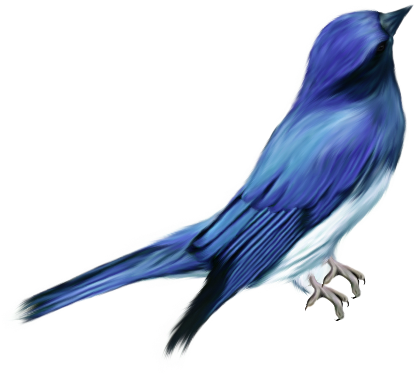 Png - Aves Png - (1369x1234) Png Clipart Download