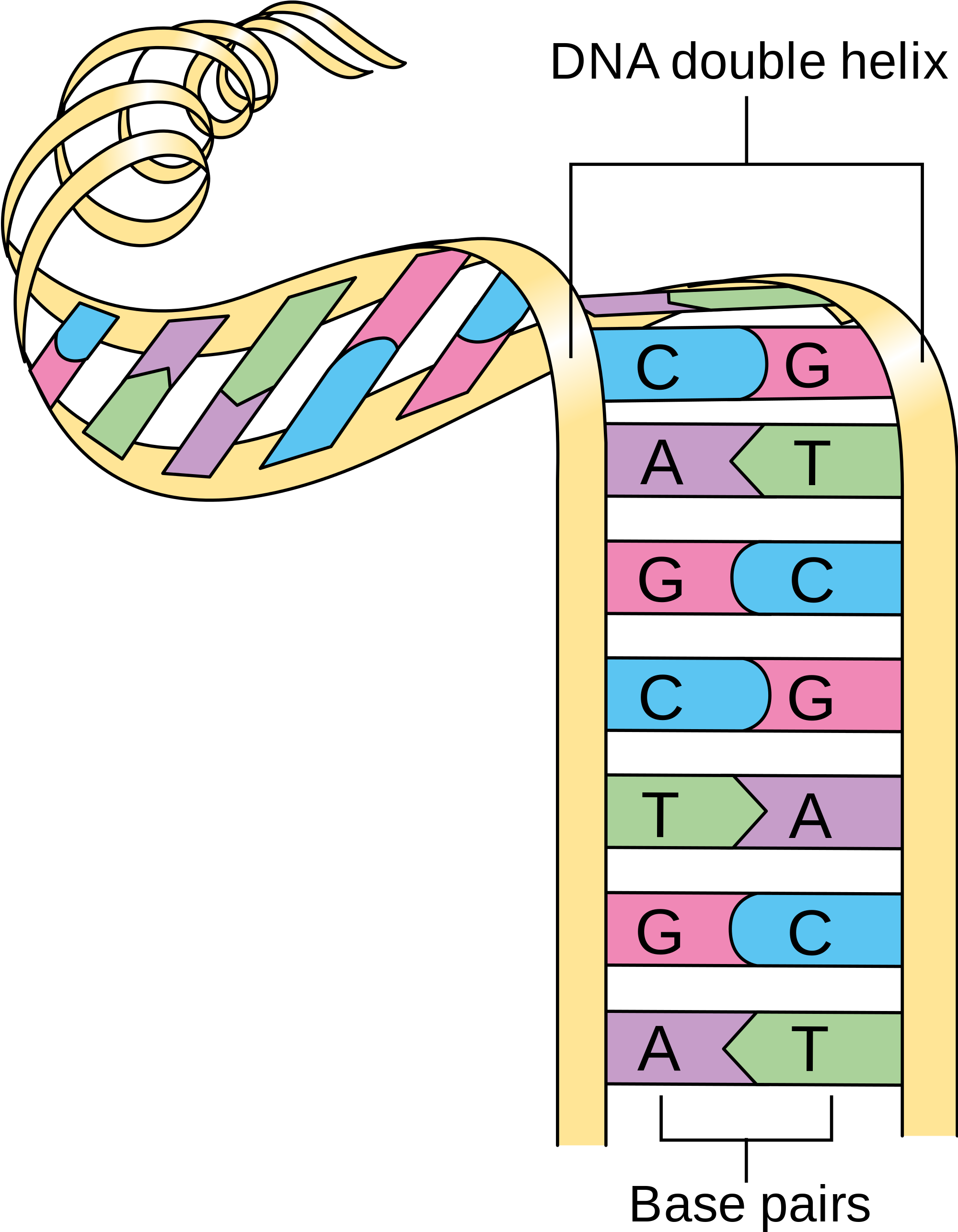 Open - Dna Nitrogen Base Pairs - (2000x2580) Png Clipart Download