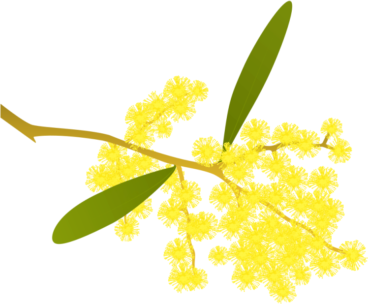 Pin Wattle Clip Art - Golden Wattle No Background - Full Size PNG ...