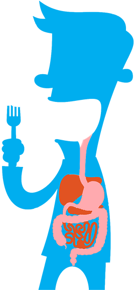 Digestive Process - Human Digestive System Cartoon - (287x574) Png ...