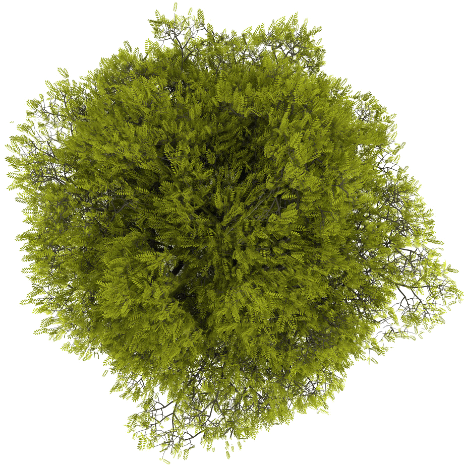 Discover Ideas About Umbrella Tree - Tree Top View Transparent ...