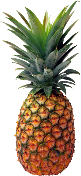 August - Pineapple Png - (354x750) Png Clipart Download