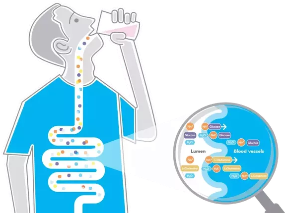 It Is Passed On To The Small Intestines Where Almost - Does Water Go ...