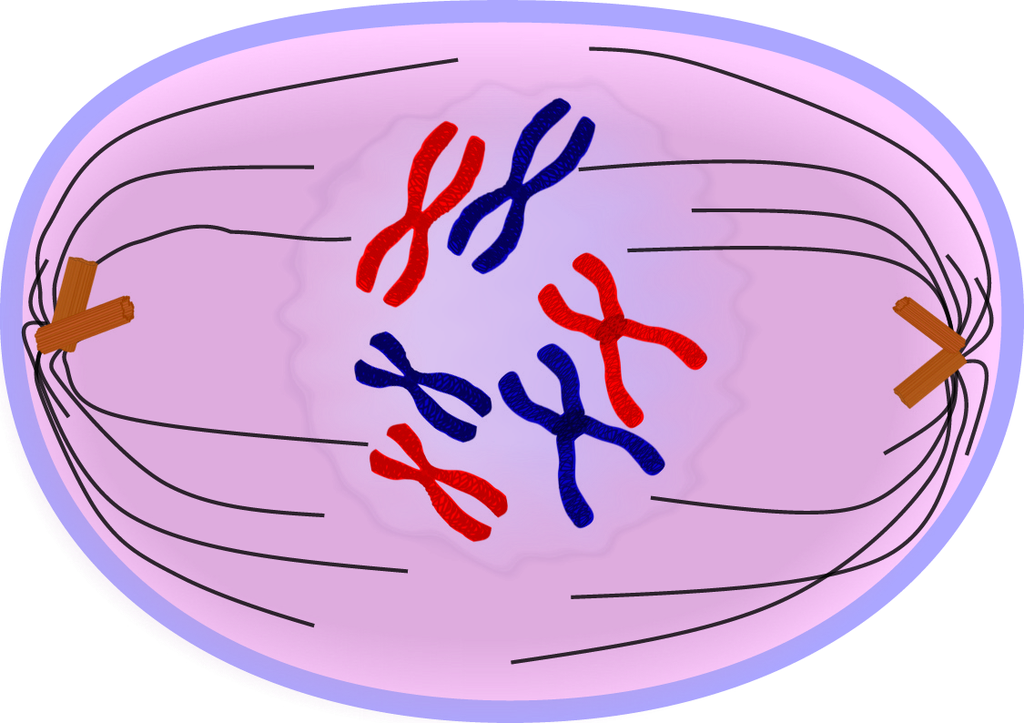 Prometaphase Of Mitosis - Cell Prophase - (1125x794) Png Clipart Download
