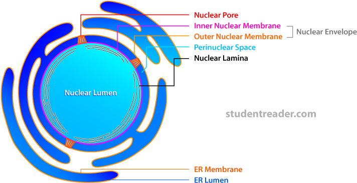 Simple Animal Cell Diagram - Nucleus In Simple Diagram - (728x377) Png ...