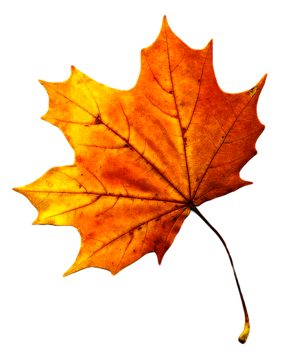 3d Autumn Live Wallpaper - Autumn Leaf Png - (512x512) Png Clipart Download