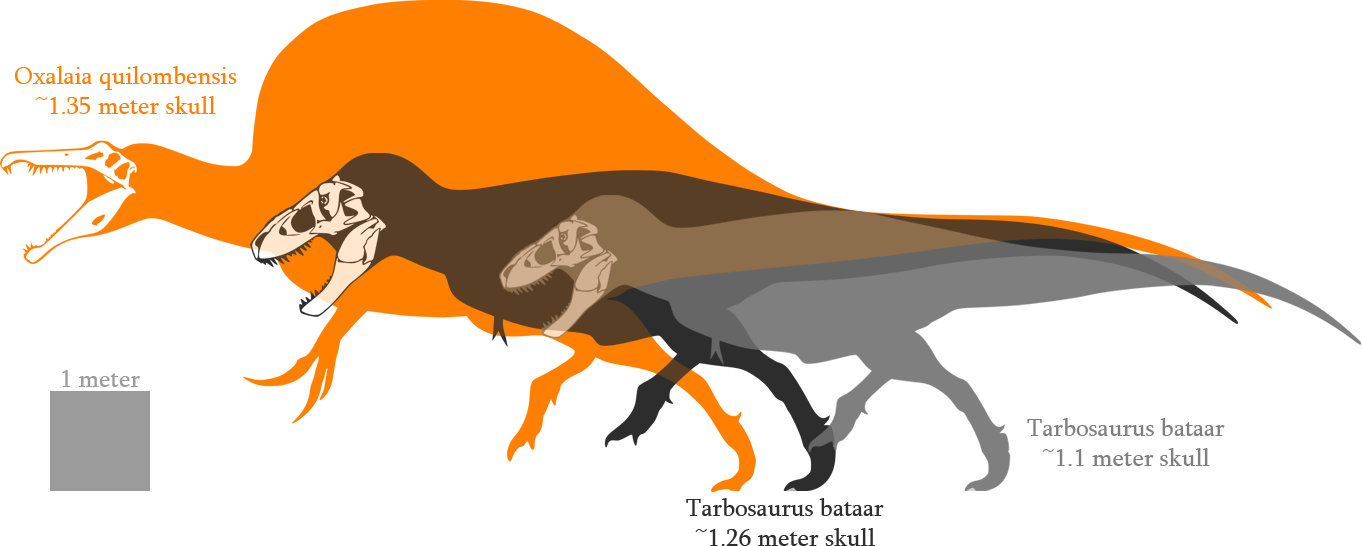Tarbosaurus Vs T Rex Tyrannosaurus VS Tarbosaurus | Dinosaurs Battle