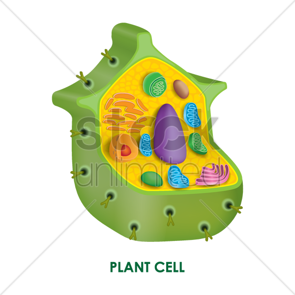 Plant Cell Vector Image - Biology - (600x600) Png Clipart Download
