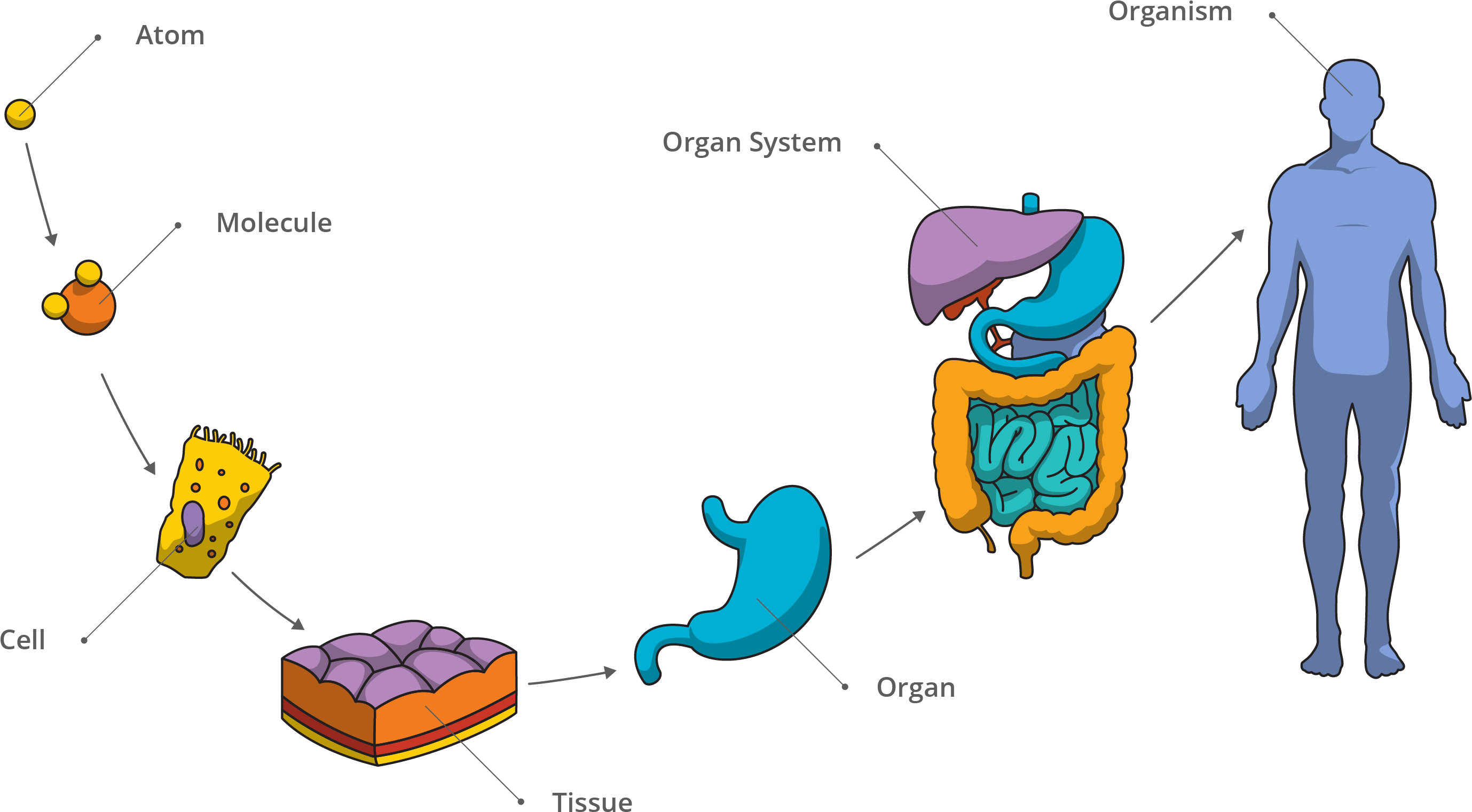 Levels Of Structural Organization Of The Human Body - Organization ...