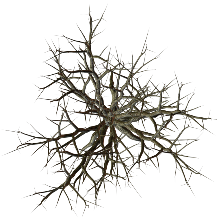 Branches Top View Png - (700x700) Png Clipart Download
