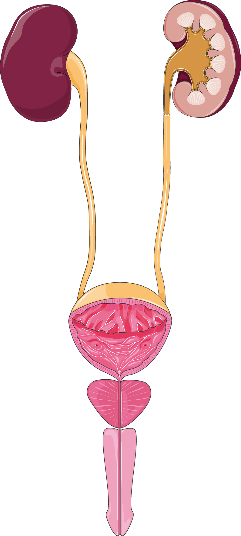 Urinary Tract - Excretory System - Full Size PNG Clipart Images Download