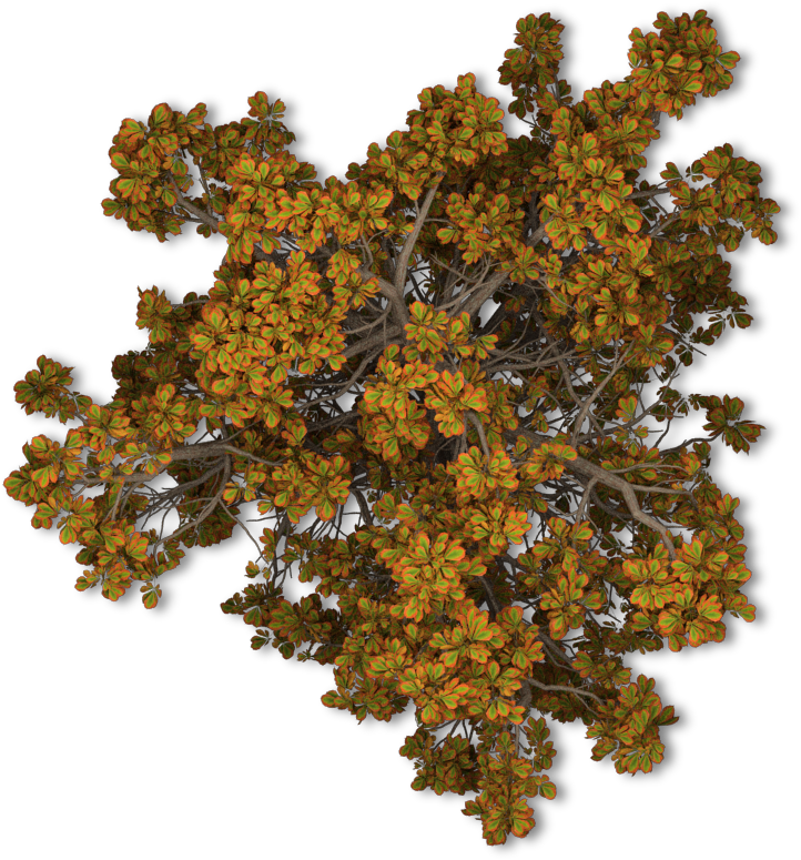Tree Fall Leave - Tree Top View Png Free - (722x775) Png Clipart Download