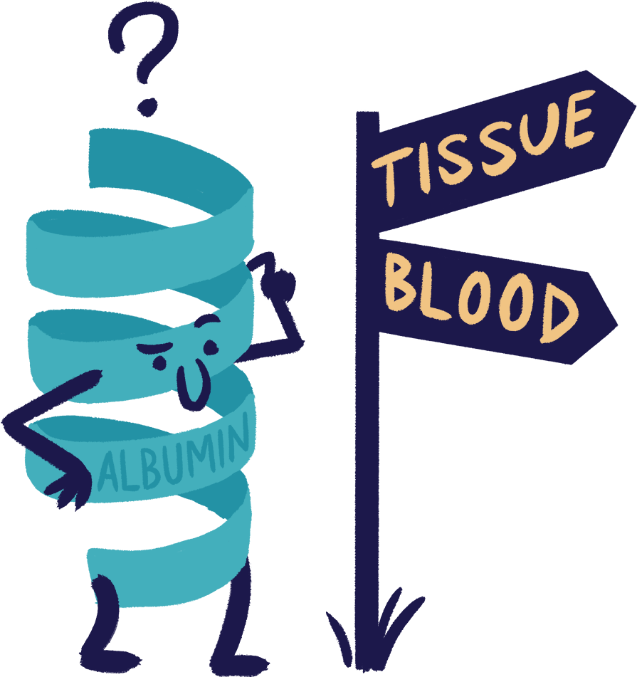 Albumin - Albumin - (1200x1200) Png Clipart Download