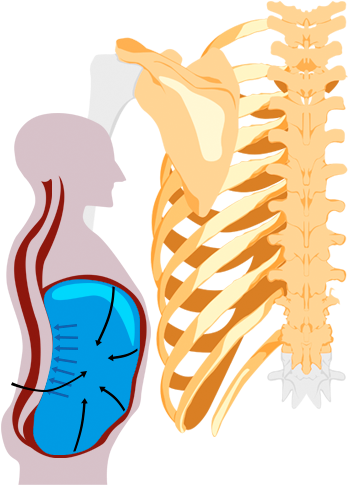 Integration Of Breathing With Spinal Stability - Illustration ...